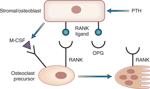 Bone Cells - Basic Science - Orthobullets